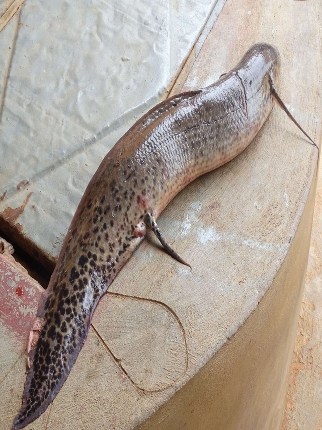 Lungfish can survive for 4 years without water know interesting facts ...