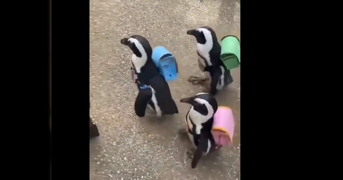 Penguin carry bag, watch this funny viral video