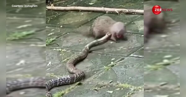 small mongoose clashed with a dangerous king cobra snake and nevla ...