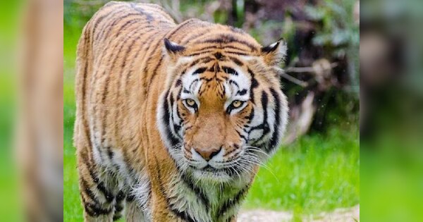 tigress died again bandhavgarh tiger reserve park in umaria tiger state ...