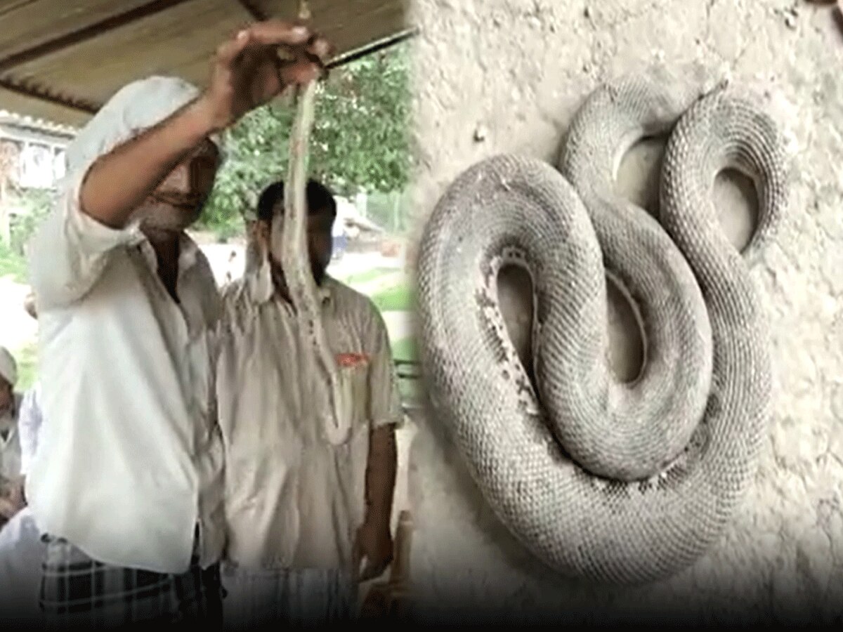 snake whose bite rots the body as soon as it reaches this village the ...
