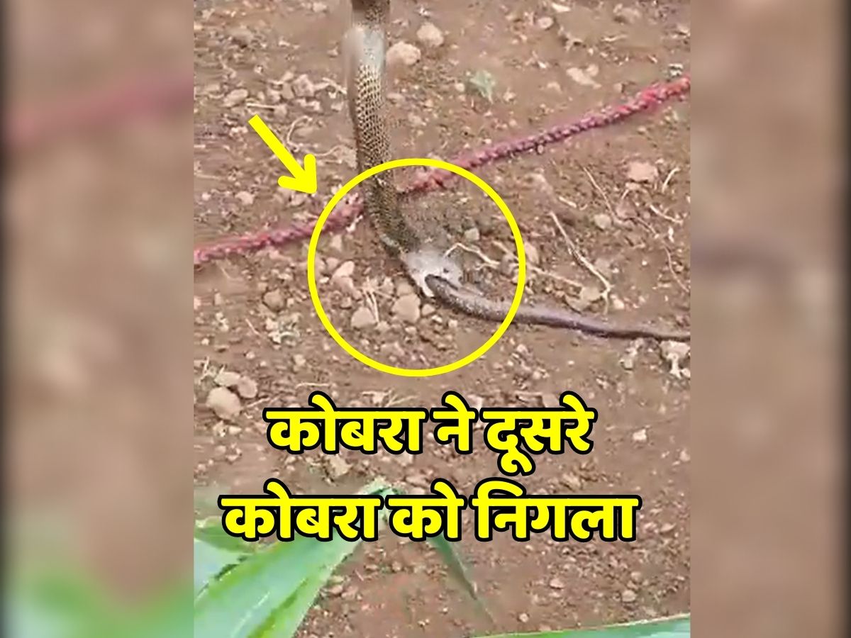 cobra snake swallowing another king cobra caught on camera in Nashik ...