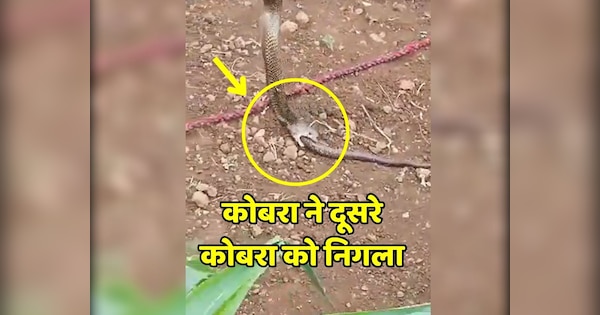 cobra snake swallowing another king cobra caught on camera in Nashik ...
