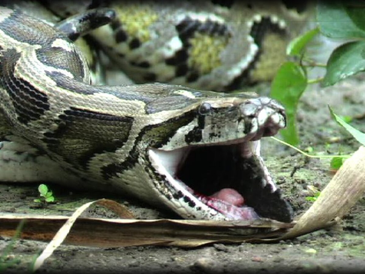 Snake Video 12 feet long hungry python reached Ujjain village watch ...