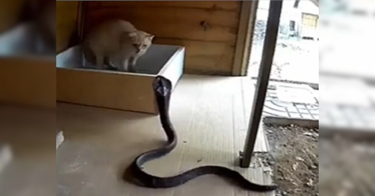 Fight between snakes and cats Video Viral, you will be left laughing!
