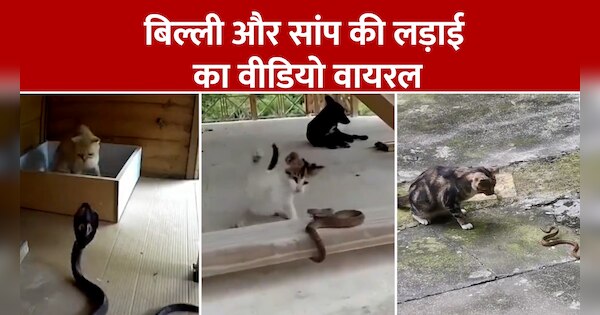 cobra Snake and Cat fight video viral on internet who will win | Cobra ...