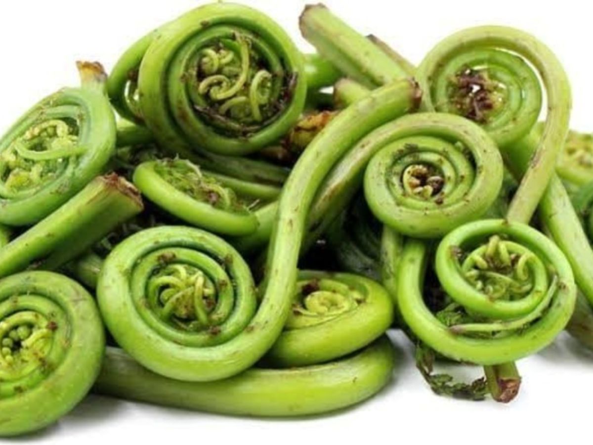 lingad vegetable Health Benefits fiddlehead fern lingura hari sabji ...