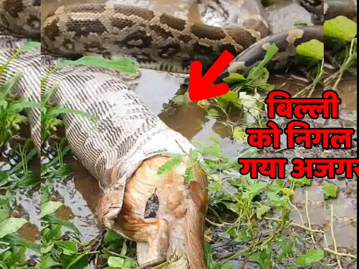 Snake Video Python hunted a cat at navi mumbai watch | Snake Video ...