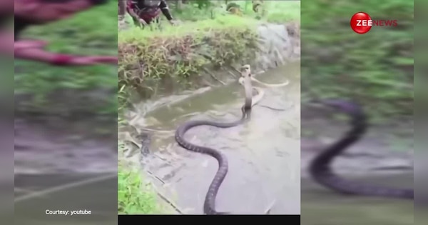 two king cobras attack on man in water after seeing what happened in the end all were in shock ...