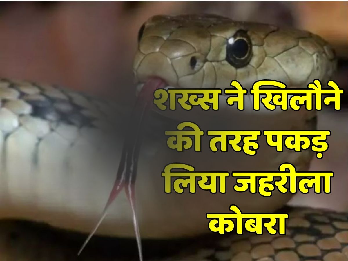 Snake Viral Video person caught poisonous cobra in one stroke you will ...