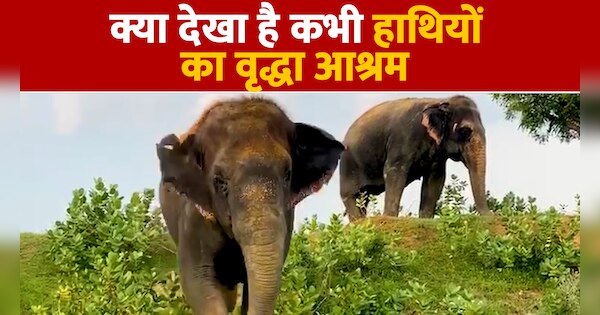 Mathura Wildlife sos saved more than 50 elephants watch video | 50 से ...