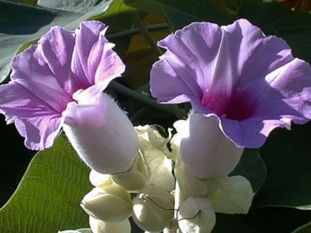 Vidhara Elephant creeper benefits Vidhara ke fayde in hindi know more ...