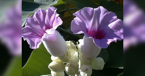 Vidhara Elephant creeper benefits Vidhara ke fayde in hindi know more ...