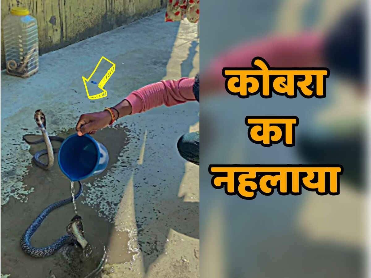 King Cobra bath video Two snakes reached roof of house | King Cobra: घर ...