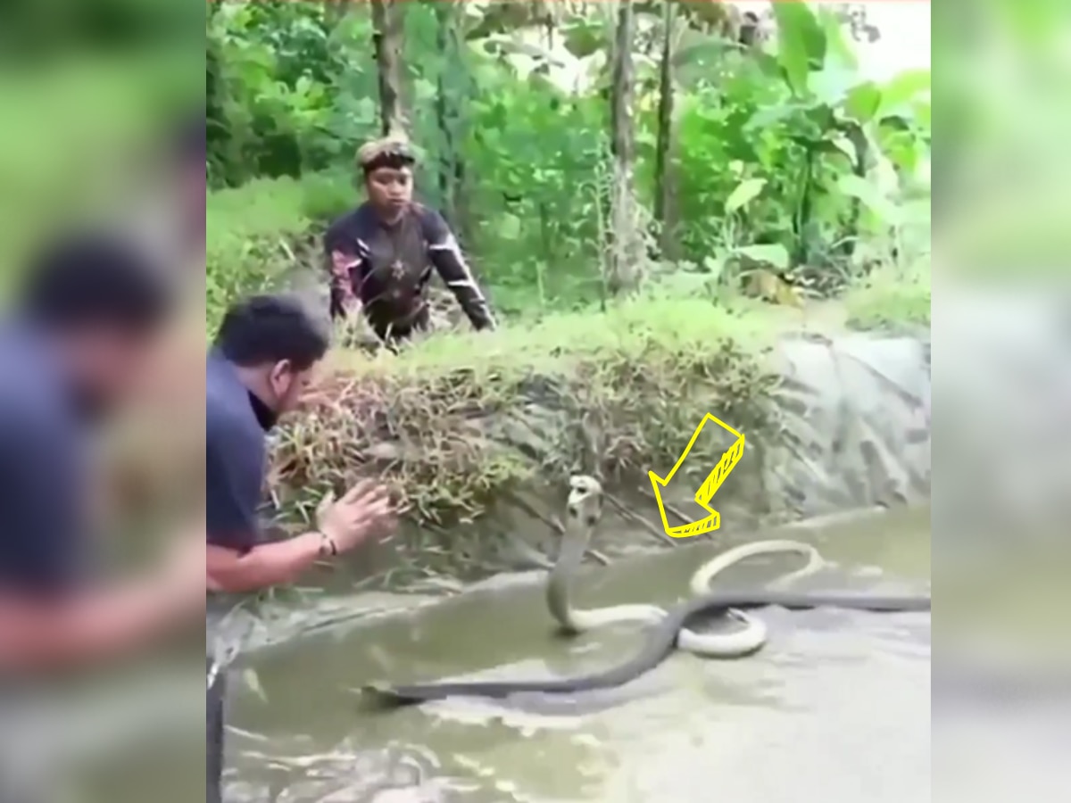 King Cobra People were teasing lone snake in field naag attack video ...