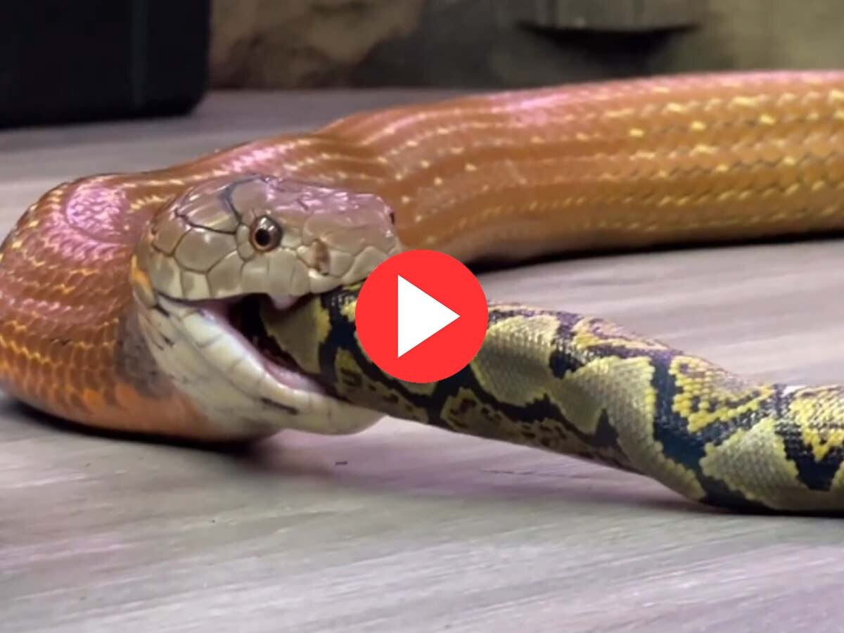 snake viral video snake swallowed another python live