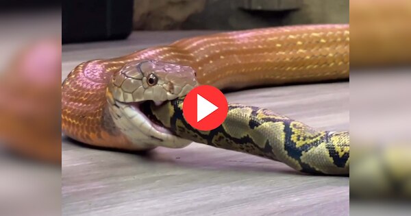snake viral video snake swallowed another python live
