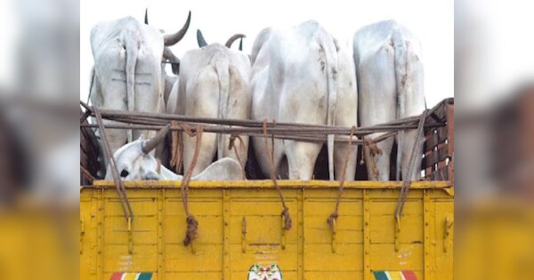 haryana news police shot a cow smmugler trending news in hindi crime ...