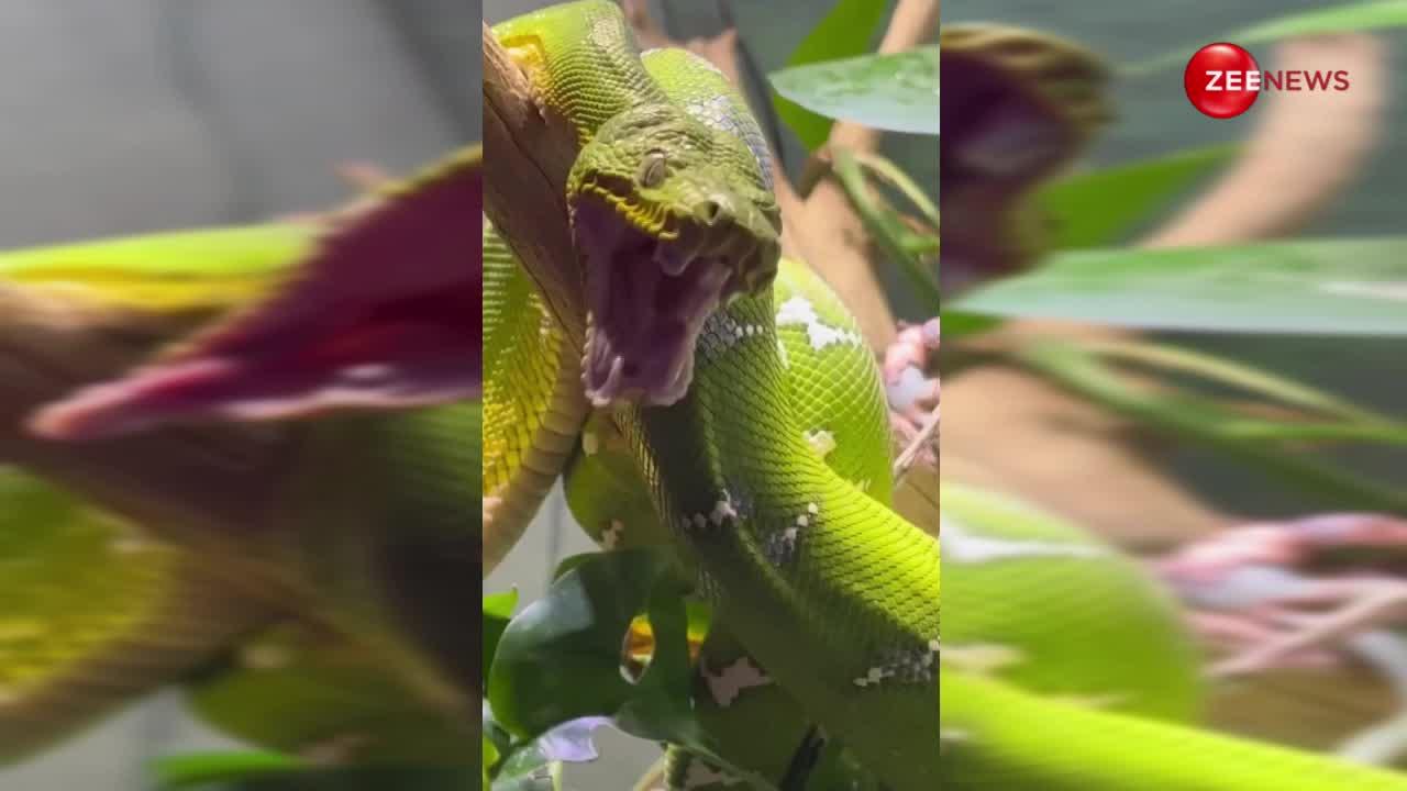 rare green colour cobra seen yawing in india you can shivering after ...