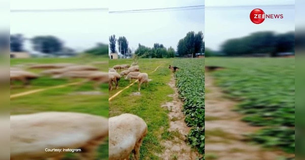 dog guarded the field in absence of owner so well not a single sheep ...