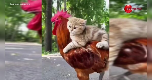 cute video of kitten riding a chicken will make your day | बिल्ली के ...
