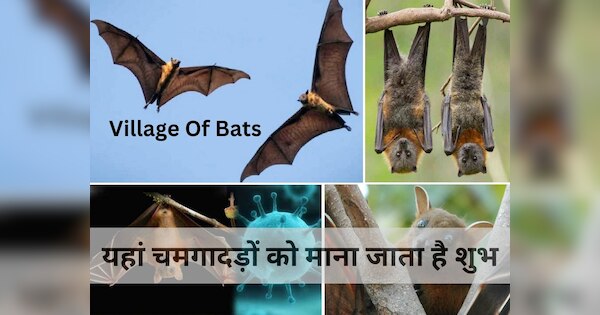 Knowledge Worship of Bats in this unique village of Bihar know ...