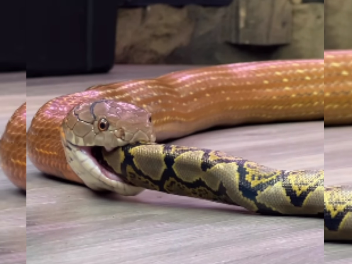 Python swallowed another snake watch video | Snake Video: अपने ही छोटे ...