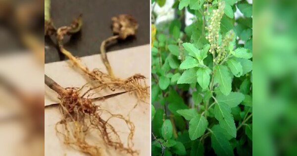 Hanging roots of Tulsi at main door of house will give you this benefit ...