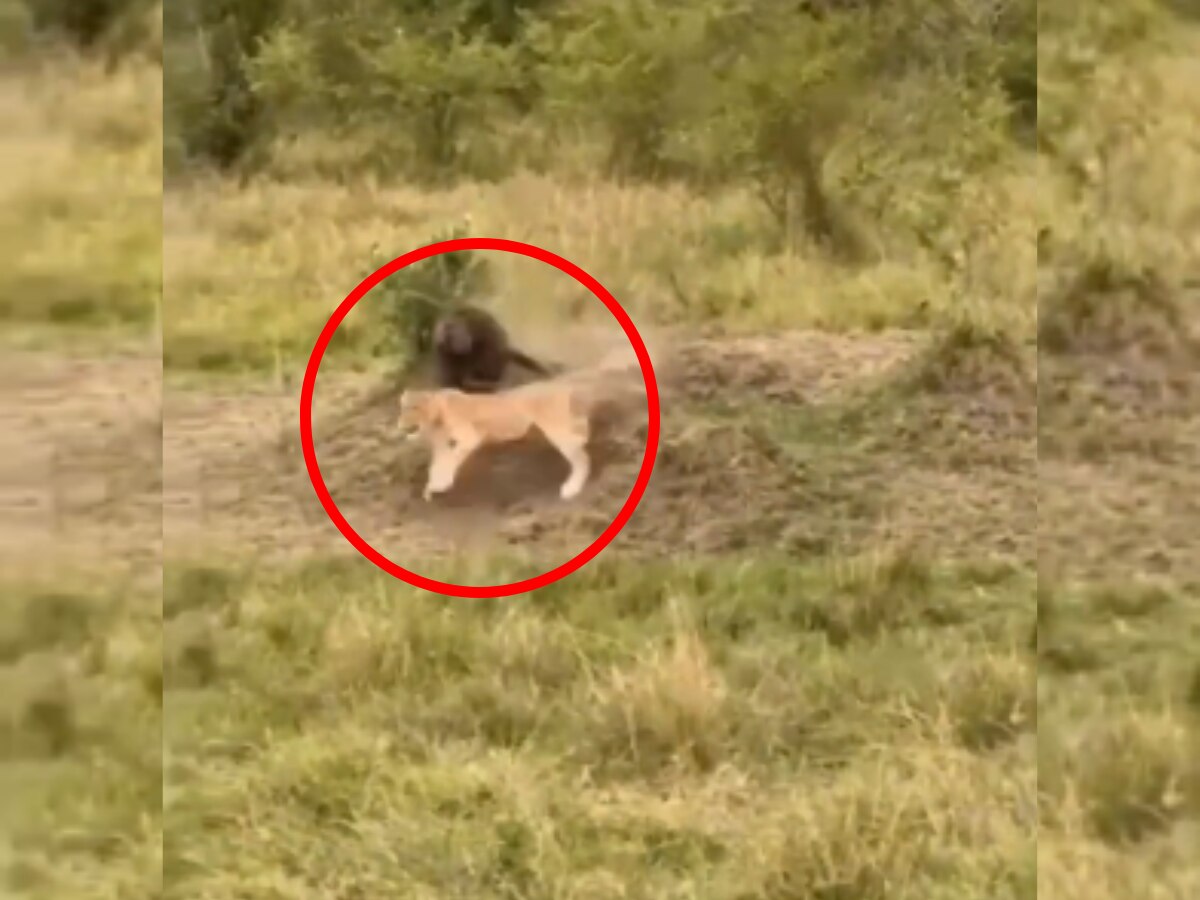 Animal Video lion came to hunt monkey and then | Animal Video: Monkey ...