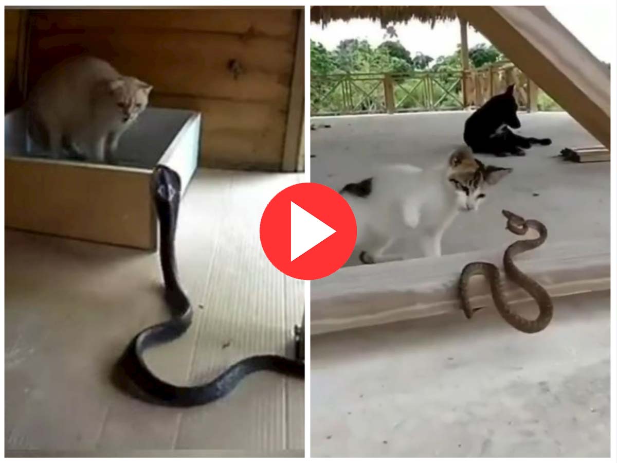 snake viral video cat hit snake cat and snake fight video goes viral