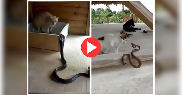 snake viral video cat hit snake cat and snake fight video goes viral