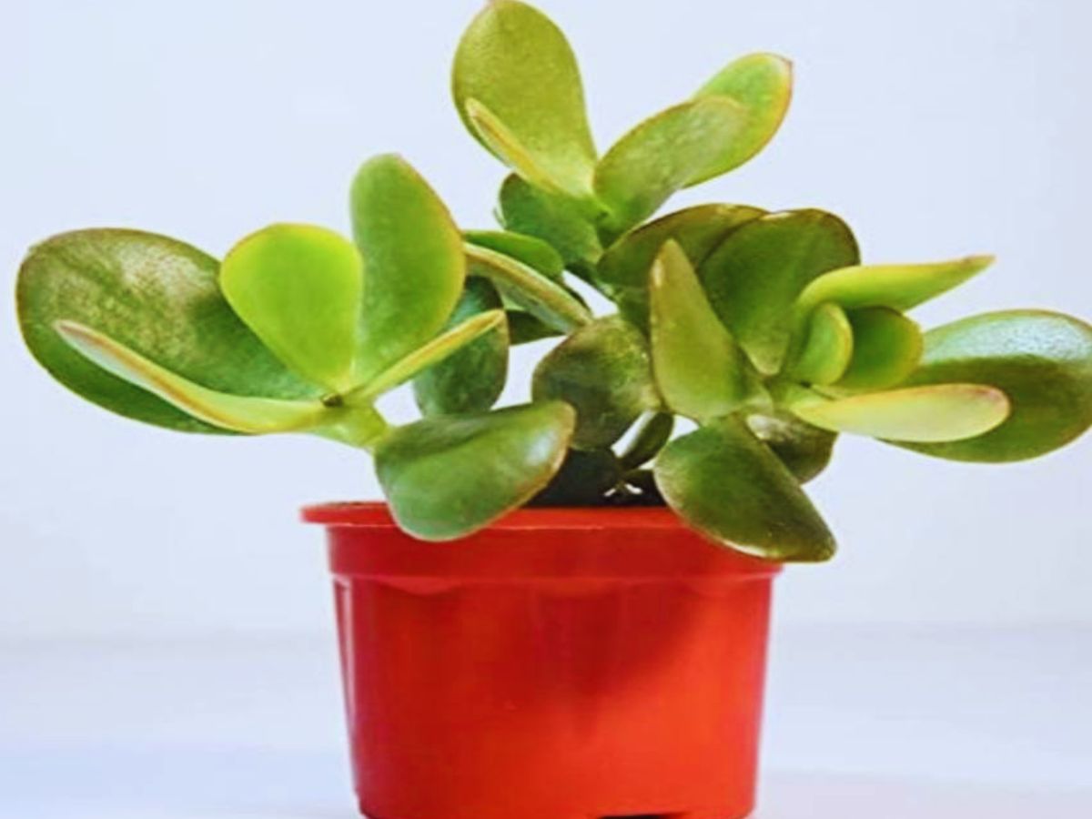 Lucky Plant for Money There will be no shortage of money by planting ...