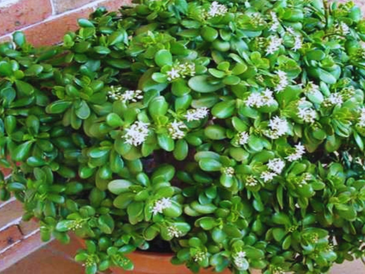 Lucky Plant for Money There will be no shortage of money by planting ...