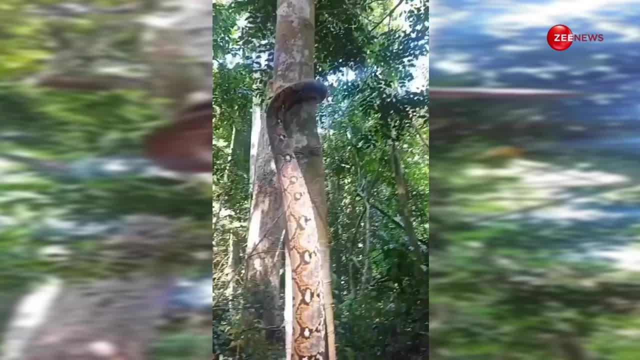 biggest python snake found in a jungle of india you should bhi shocked ...
