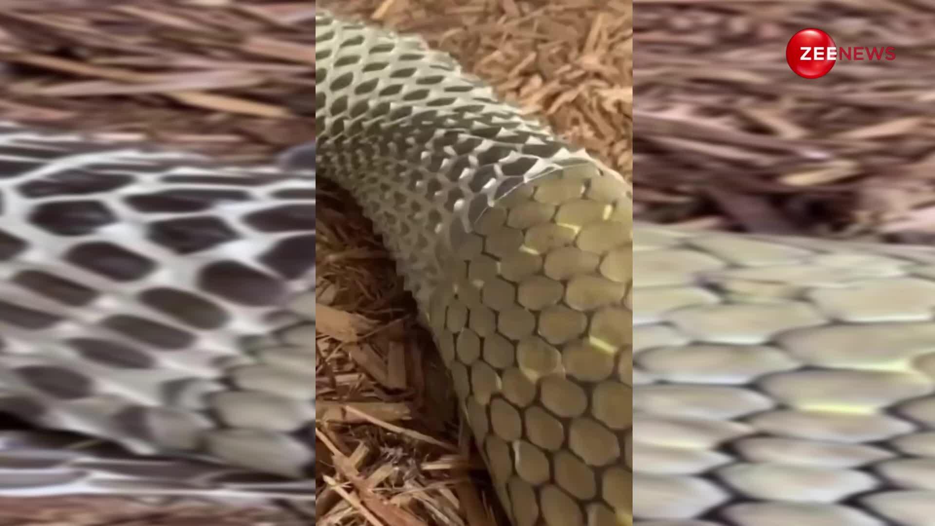 snake removed its skin video went viral king cobra | king Cobra: सांप ...