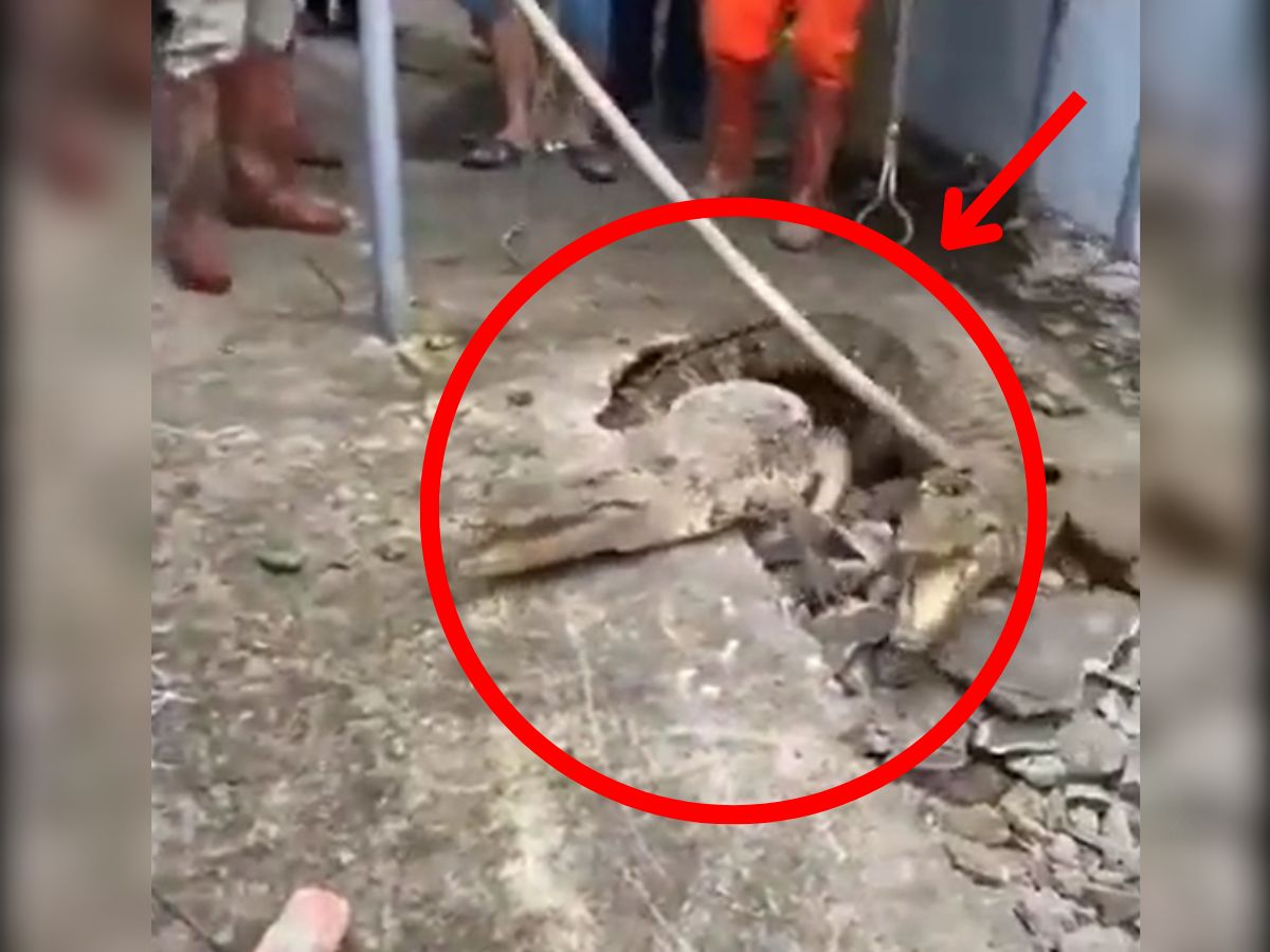 Animal video dreaded crocodile came out after breaking floor people ...