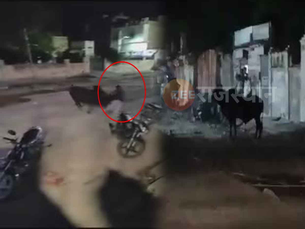 Churu News angry bull hit man in market he was furious after fight with ...