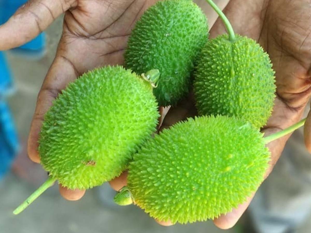 health benefits of spiny gourd kantola see photos | दूध की तरह चमकेगी ...
