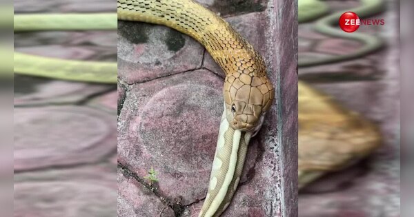 golden king cobra swallows biggest python snake in a very dangerous ...