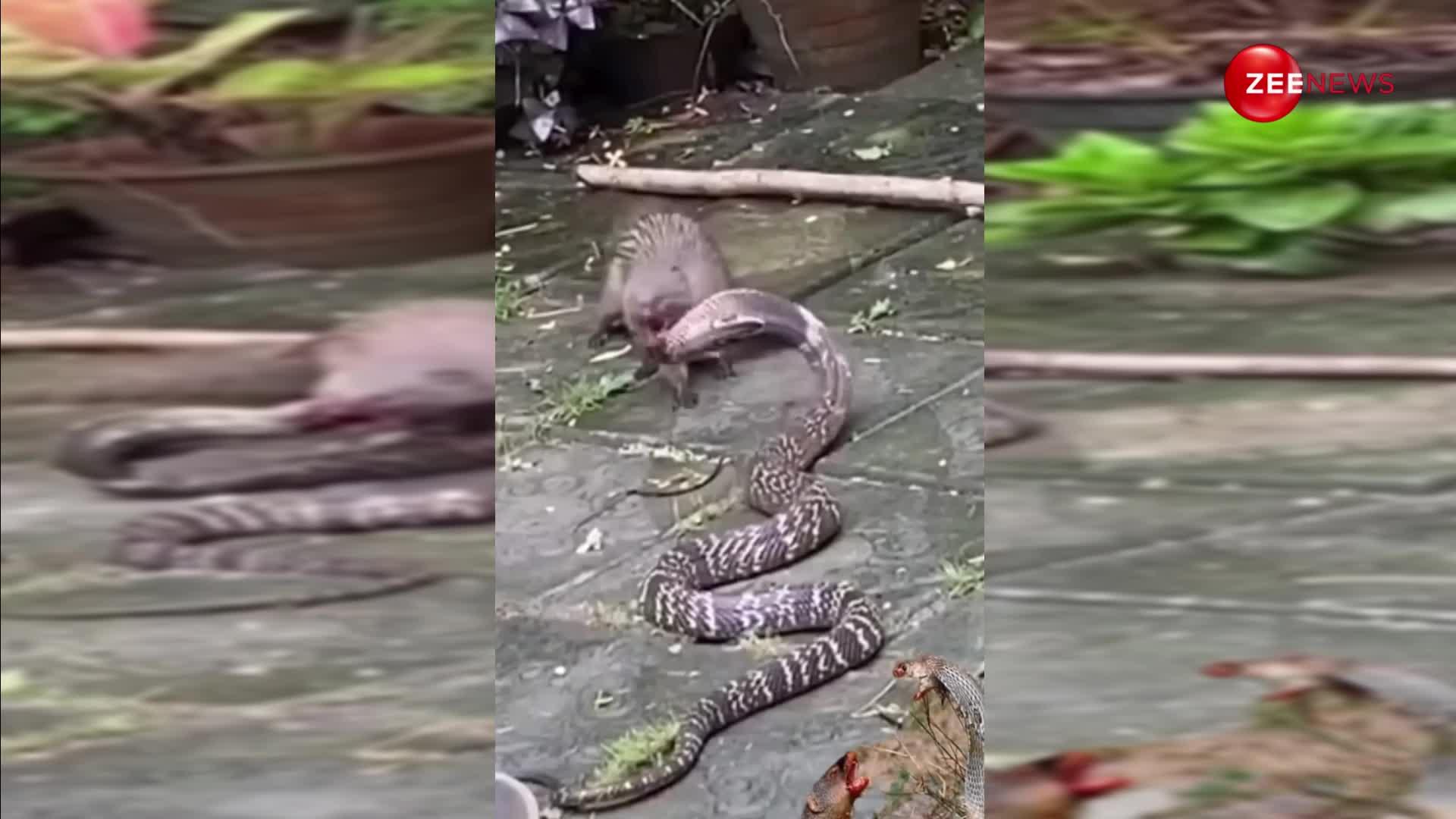 dangerous fight of cobra and mongoose rare snake eat nevla saanp fight ...
