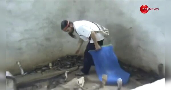 man entered into pit full of snakes to find king cobra perfect nag for ...