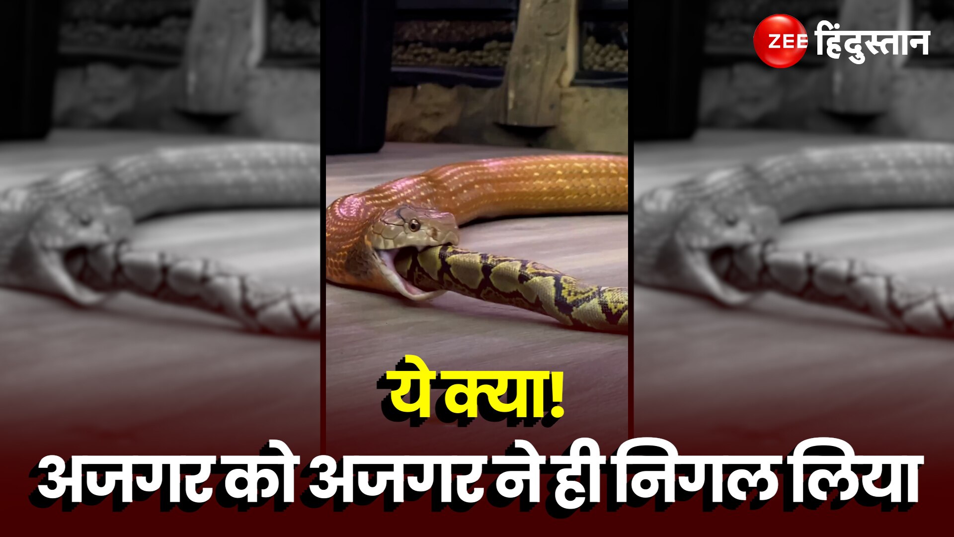 Giant python swallowed small snake video goes viral in social media ...