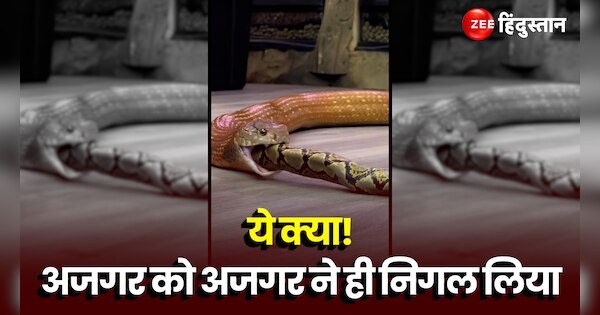 Giant python swallowed small snake video goes viral in social media | Python Viral Video: इस ...