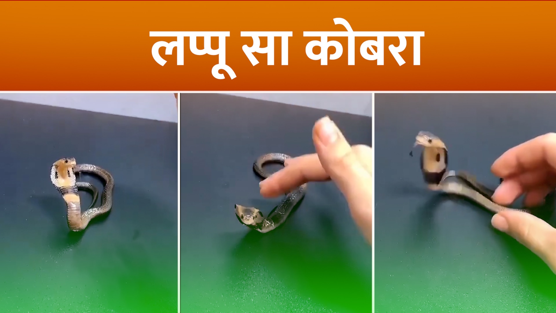 Lappu Sa Kobra Baby King Cobra In Room Saap Ka Bachcha People Remember ...