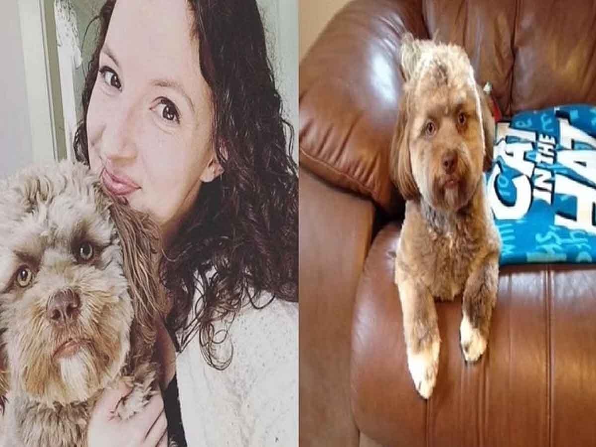 Viral picture Dog with human face goes viral on social media | Human ...