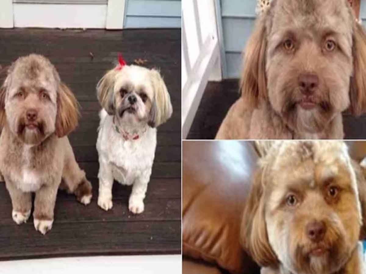 Viral picture Dog with human face goes viral on social media | Human ...