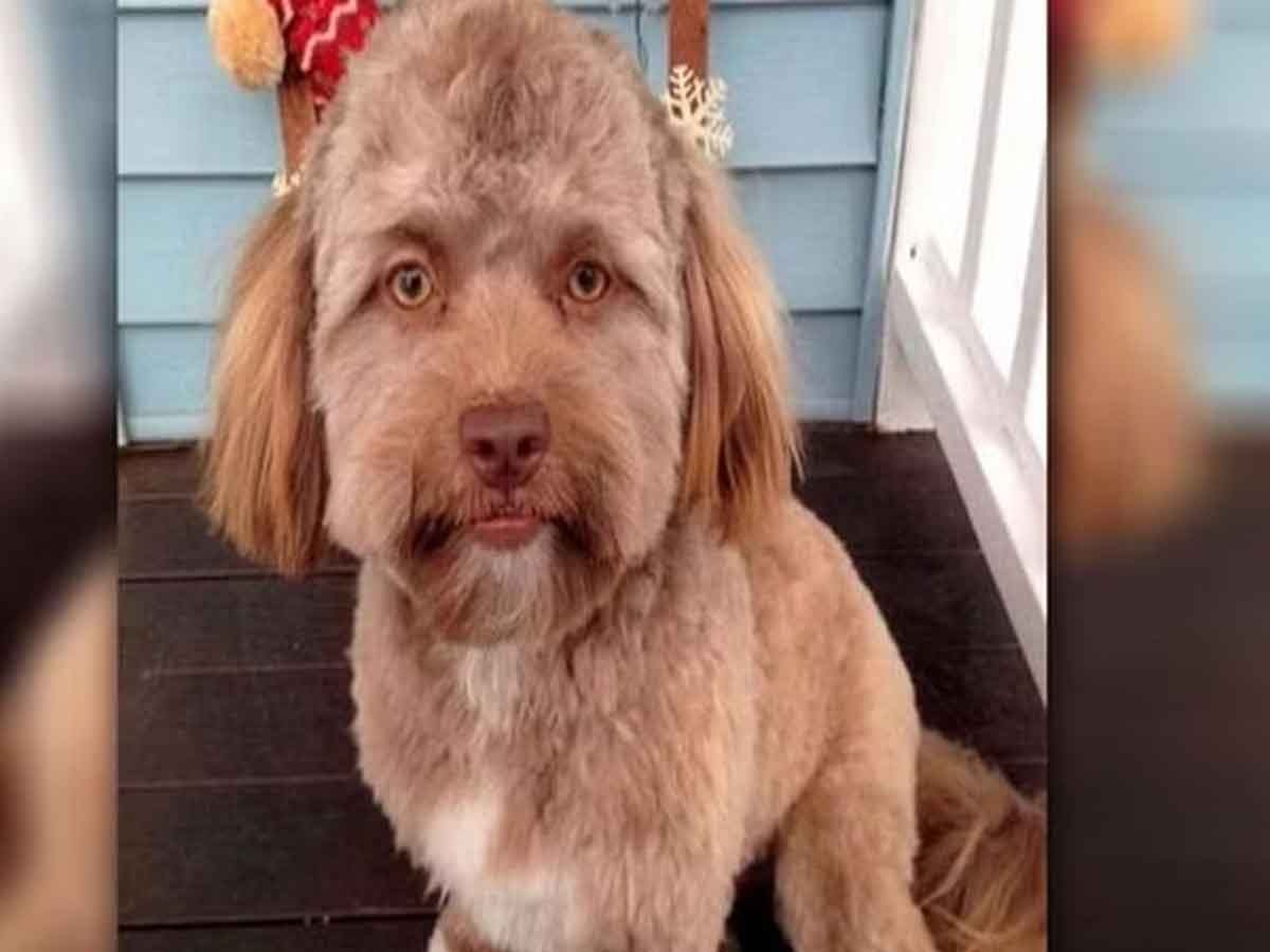 Viral picture Dog with human face goes viral on social media | Human ...