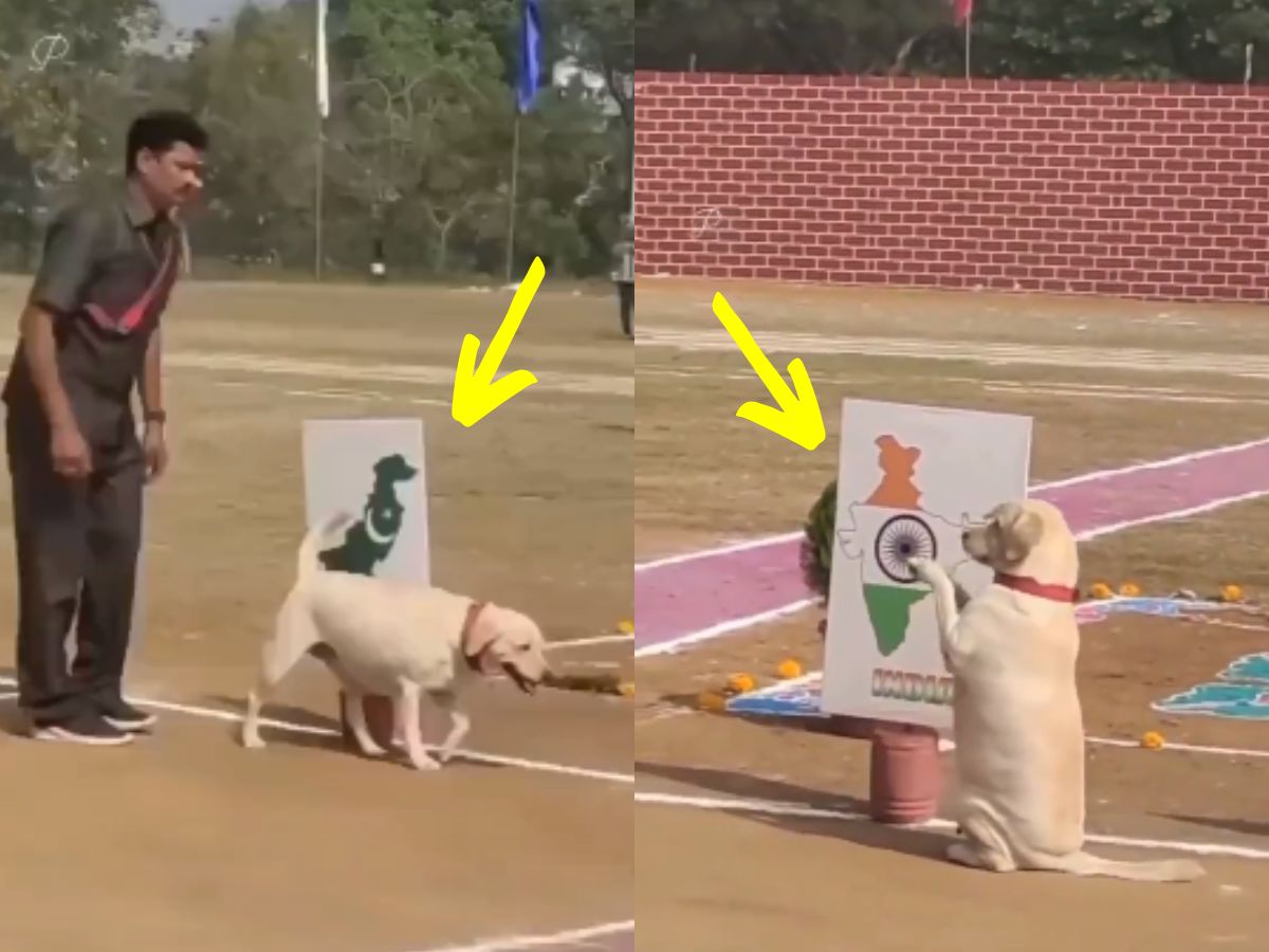 After Dubai burj khalifa Indian dog insulted Pakistan | Trending Video ...