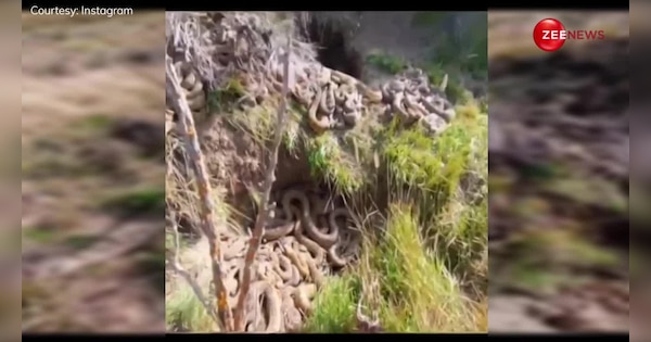 alone home to large population of both venomous and non venomous snake ...