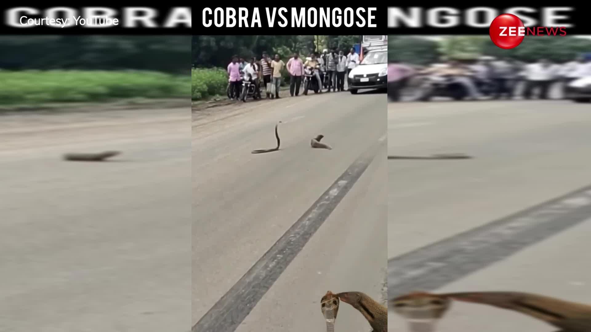 mongoose vs king cobra nevla naag fight dangerous snake attack middle ...